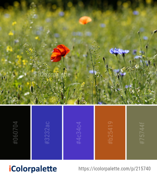 Color Palette Ideas from Flower Wildflower Field Image | iColorpalette
