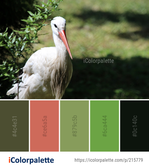 Color Palette Ideas from Stork Bird Beak Image | iColorpalette