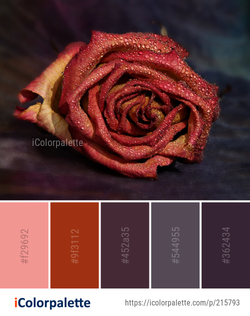 Color Palette Ideas from Red Garden Roses Rose Image | iColorpalette