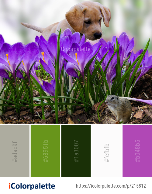 252+ Dog Color Palette ideas in 2025 | iColorPalette