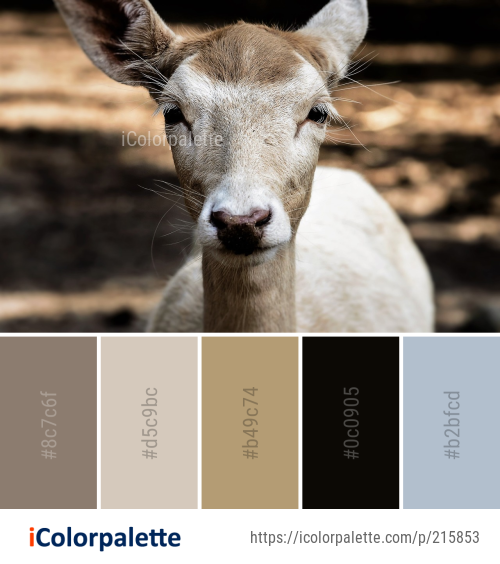 Color Palette Ideas from Fauna Wildlife Deer Image | iColorpalette