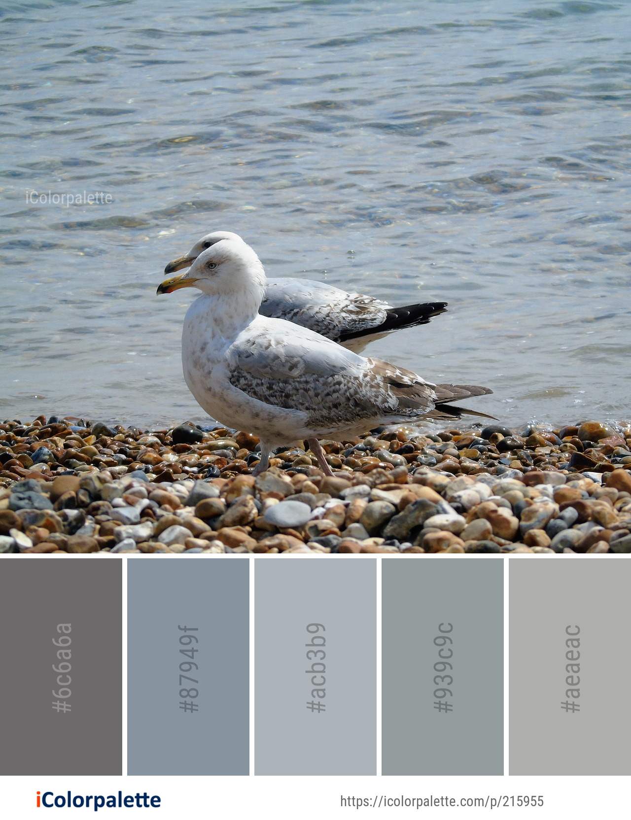 Color Palette Ideas from Bird Gull Seabird Image | iColorpalette