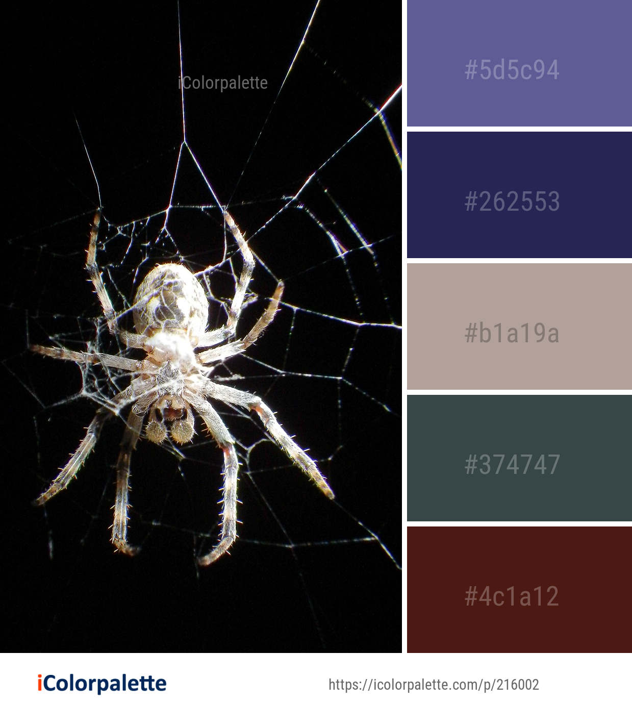 Color Palette Ideas from Spider Arachnid Orb Weaver Image | iColorpalette