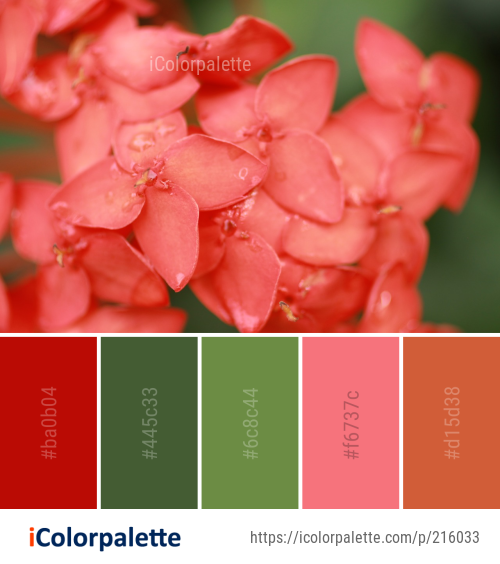 Color Palette Ideas from Red Flower Flora Image | iColorpalette