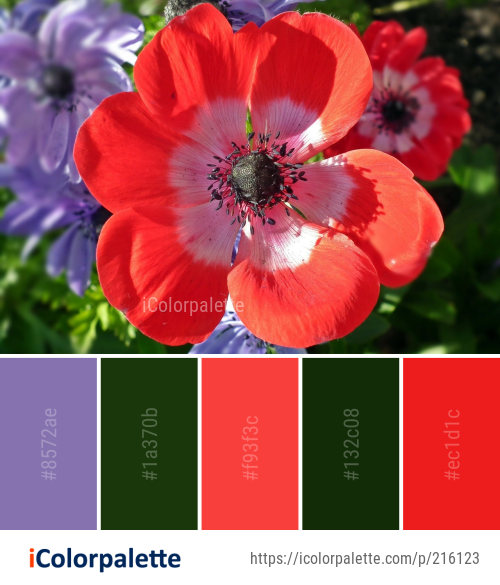 Color Palette Ideas from Flower Flowering Plant Petal Image | iColorpalette