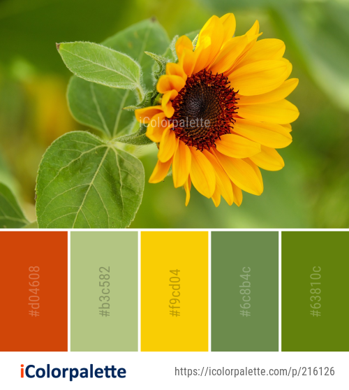 Sunflower Color Palette