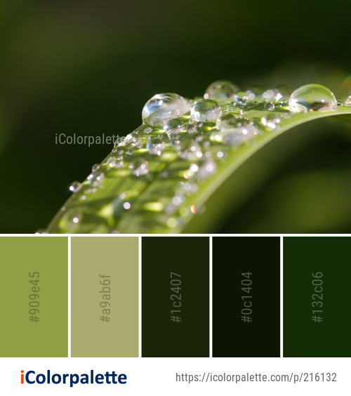 Color Palette Ideas from Water Dew Drop Image | iColorpalette