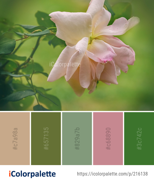 Color Palette Ideas from Flower Rose Family Pink Image | iColorpalette