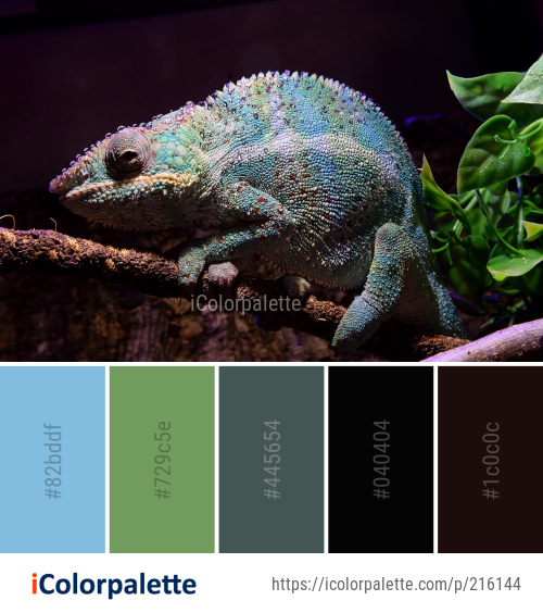 10+ African Chameleon Color Palette ideas in 2026 | iColorPalette