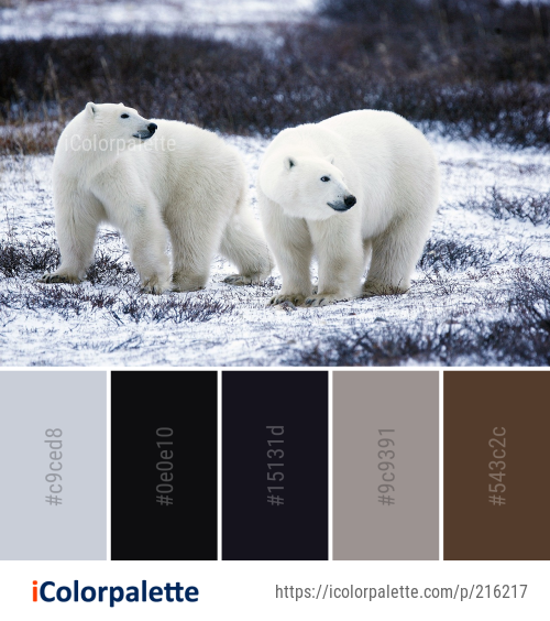 40 Polar Bear Color Palette ideas in 2025 | iColorpalette