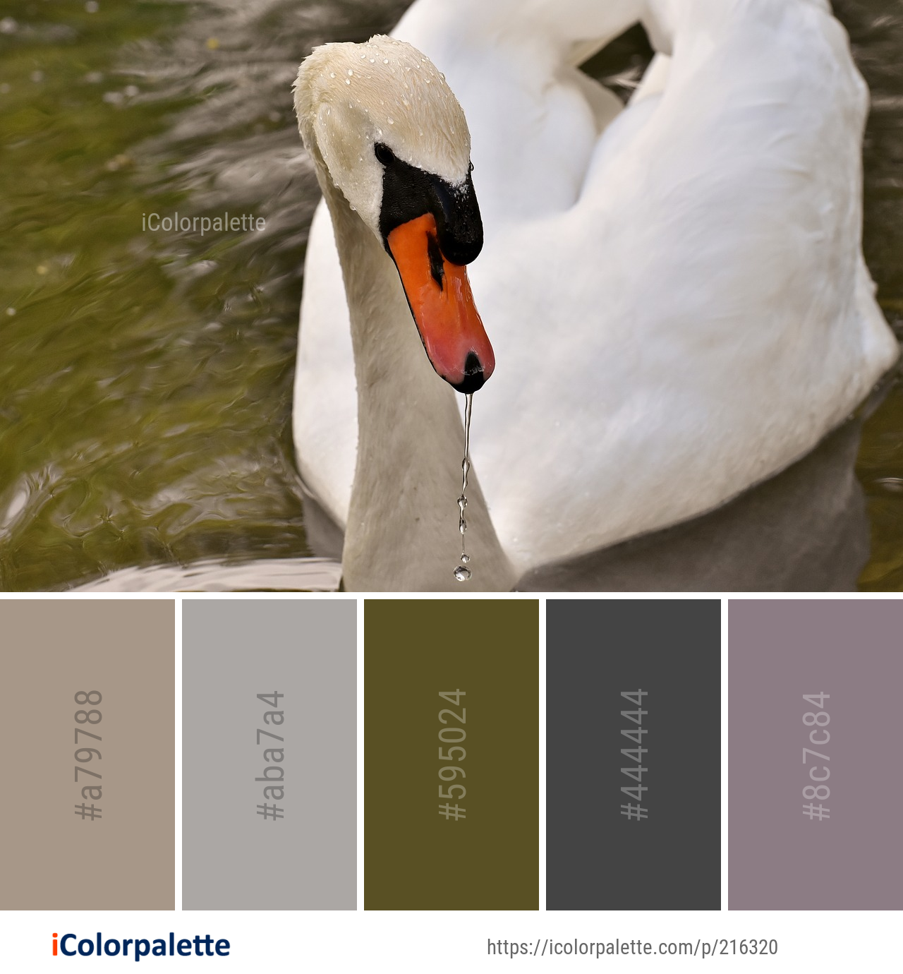 Color Palette Ideas from Swan Beak Bird Image | iColorpalette