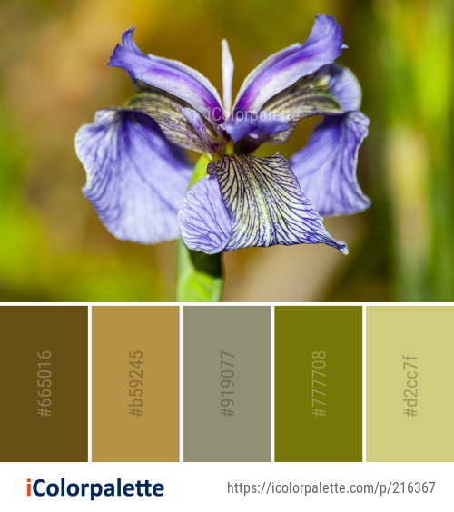 247+ Iris Color Palette ideas in 2025 | iColorPalette
