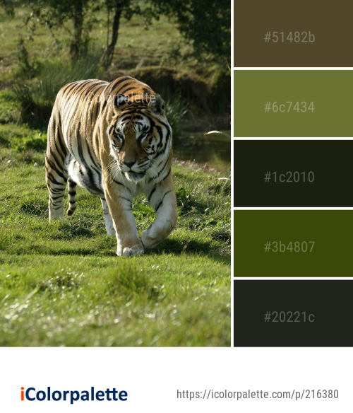 Color Palette Ideas from Wildlife Tiger Terrestrial Animal Image ...