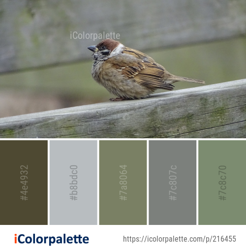 Color Palette Ideas from Bird Sparrow Fauna Image | iColorpalette