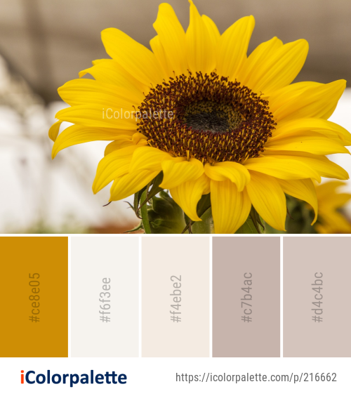 Color Palette Ideas from Flower Sunflower Yellow Image | iColorpalette
