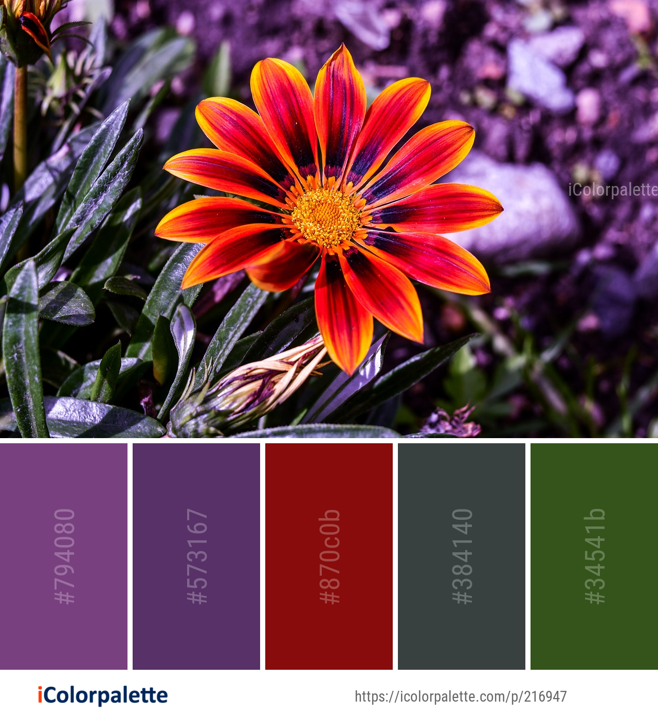 Color Palette Ideas from Flower Flora Plant Image | iColorpalette