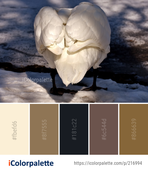 Color Palette Ideas from White Ice Snow Image | iColorPalette