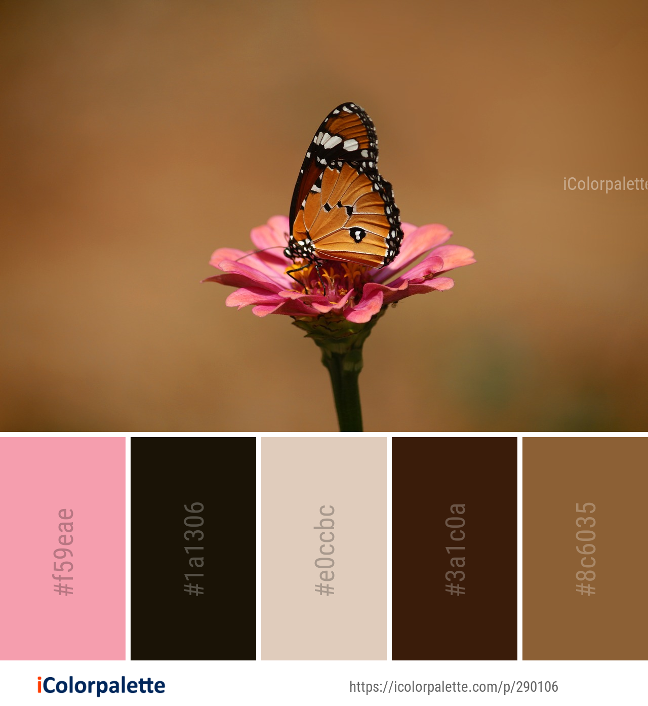Color Palette Ideas from Butterfly Moths And Butterflies Insect Image ...