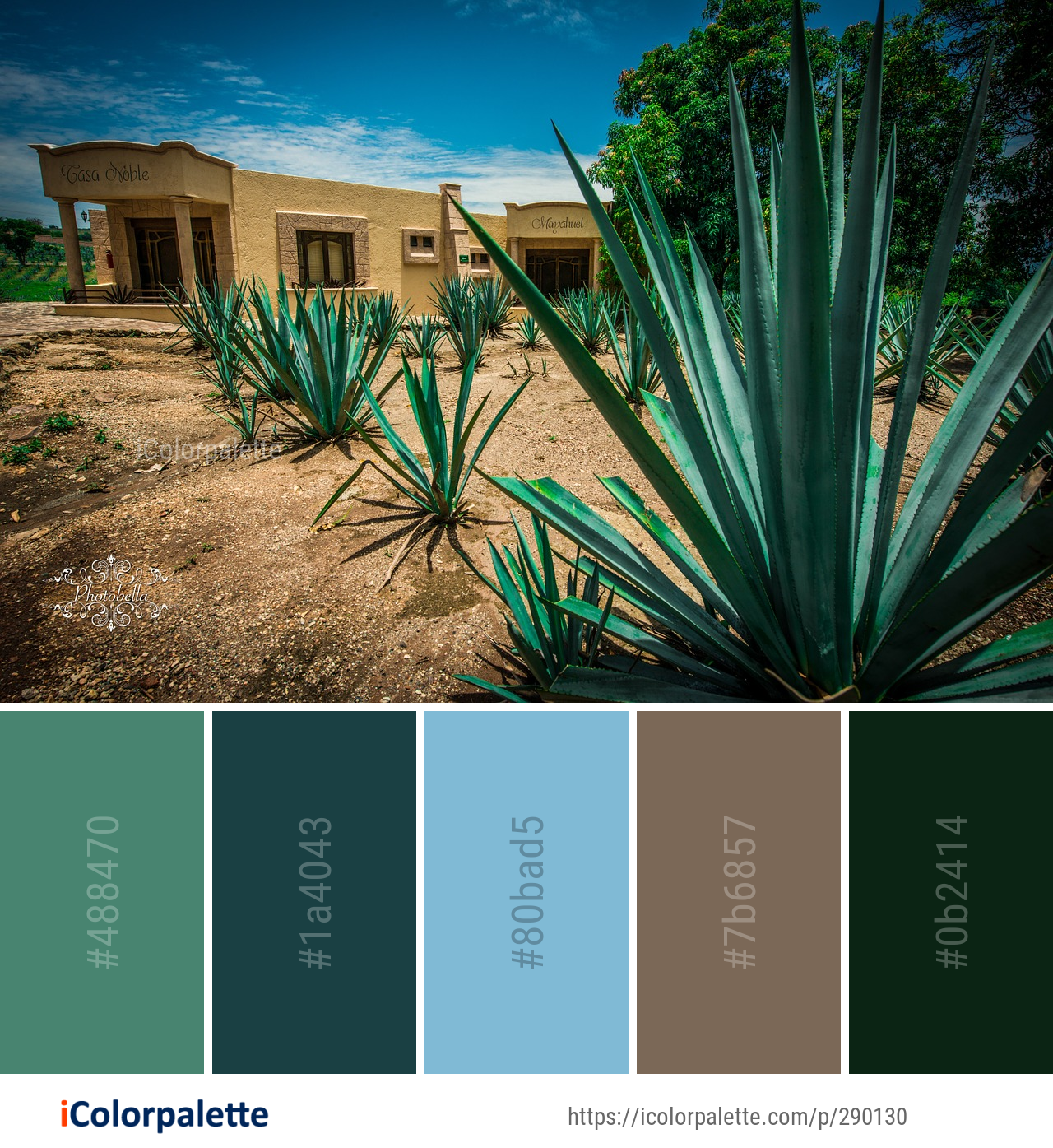 16+ Agave Color Palette ideas in 2025 | iColorPalette