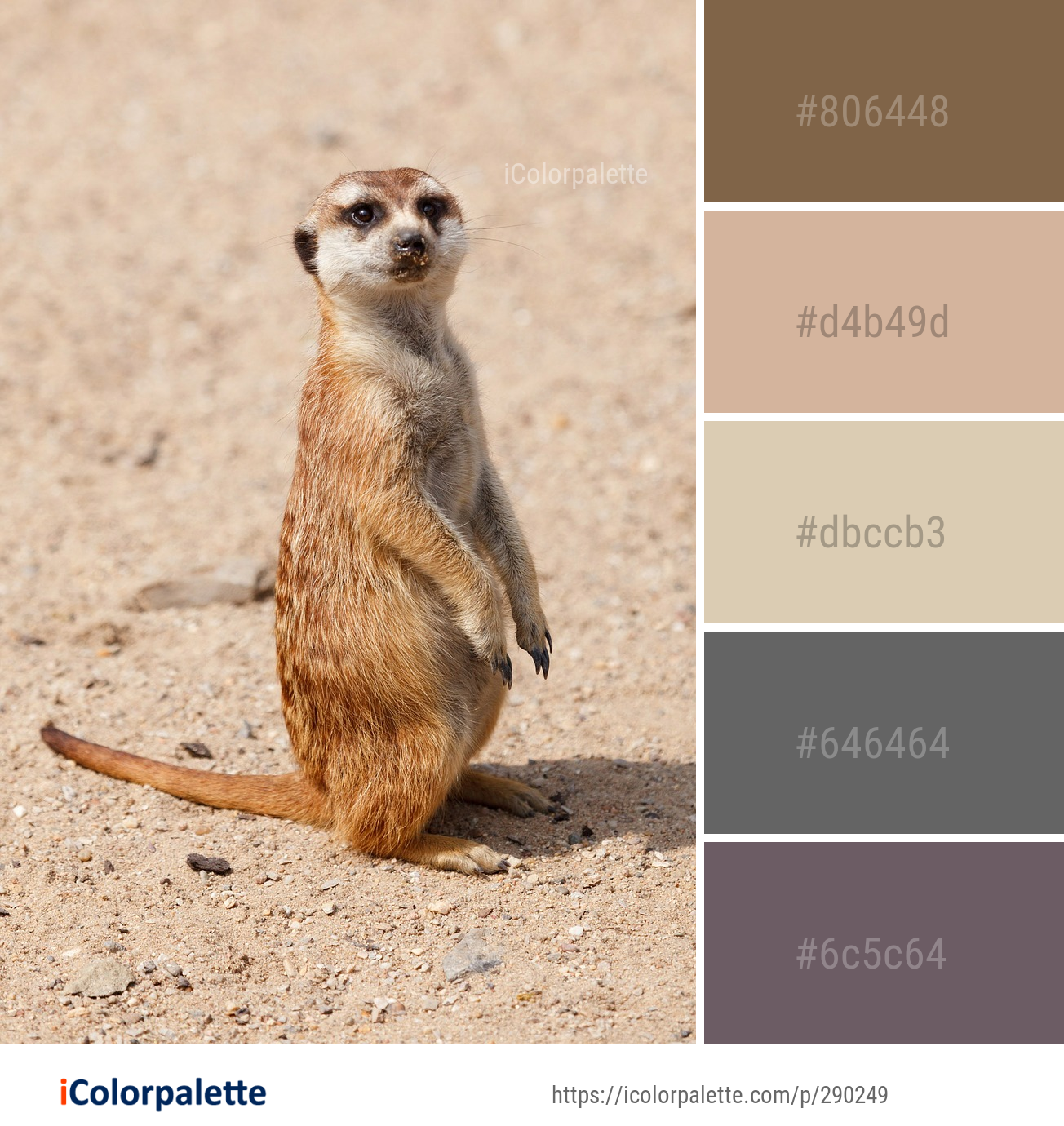 Color Palette Ideas from Meerkat Mammal Fauna Image | iColorpalette