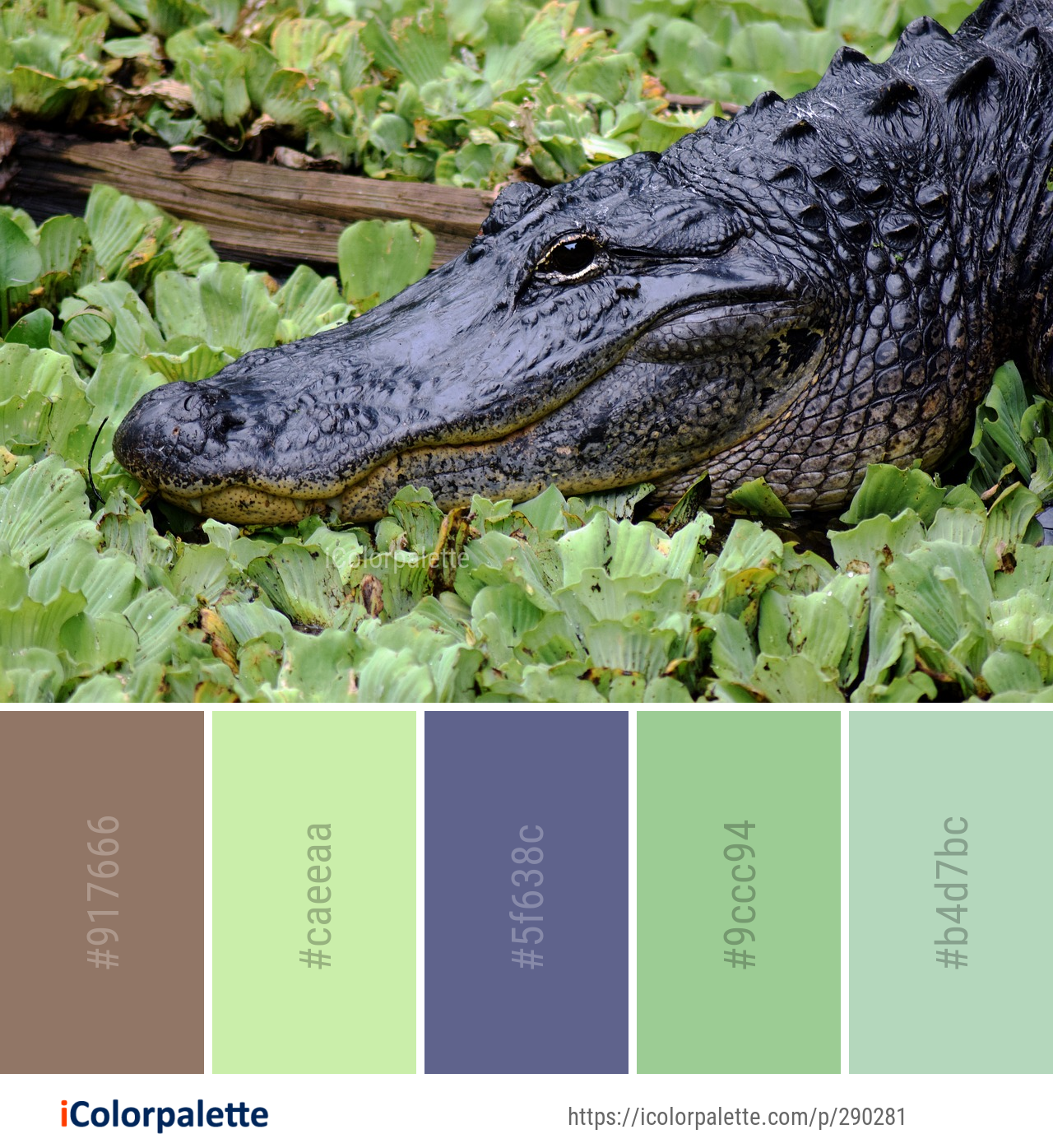 Color Palette Ideas from Alligator Crocodilia American Image ...