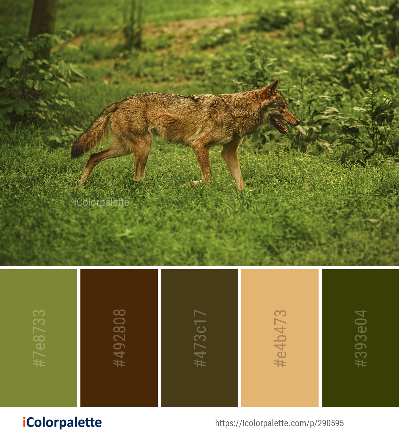 Color Palette Ideas from Jackal Wildlife Fauna Image | iColorPalette