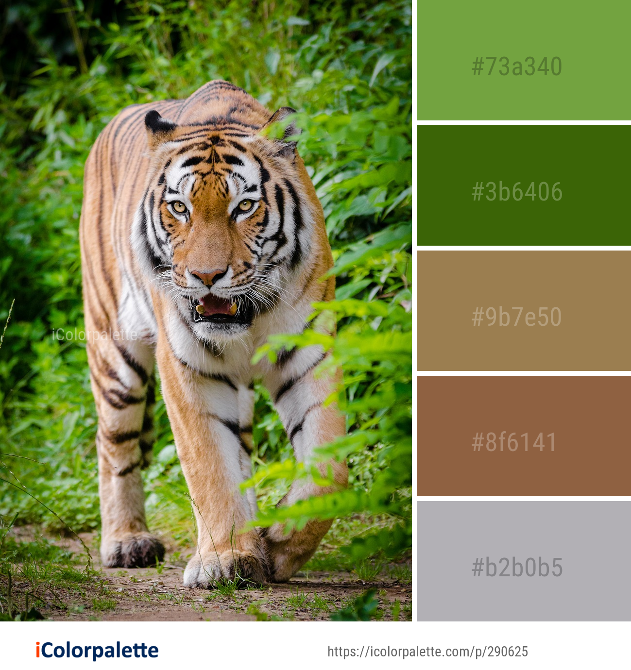 Color Palette Ideas from Tiger Wildlife Terrestrial Animal Image ...