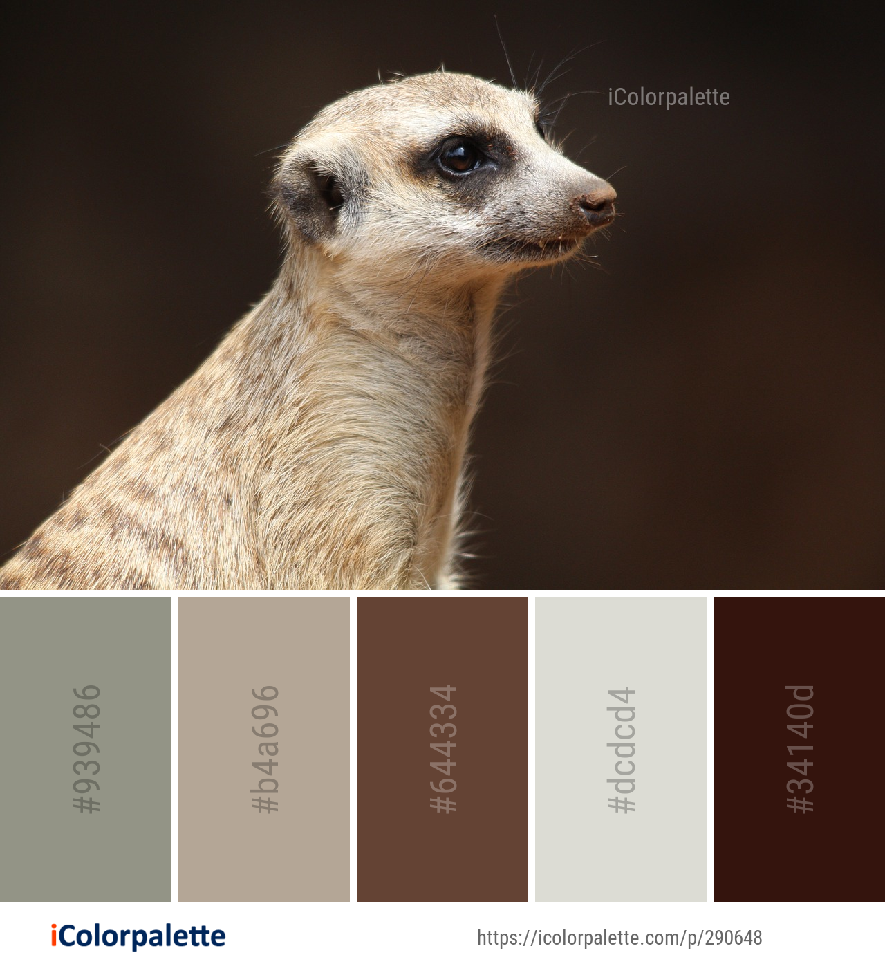Color Palette Ideas from Meerkat Mammal Fauna Image | iColorpalette