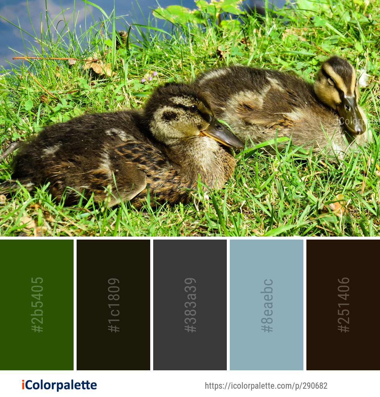 Color Palette Ideas from Bird Duck Fauna Image | iColorpalette