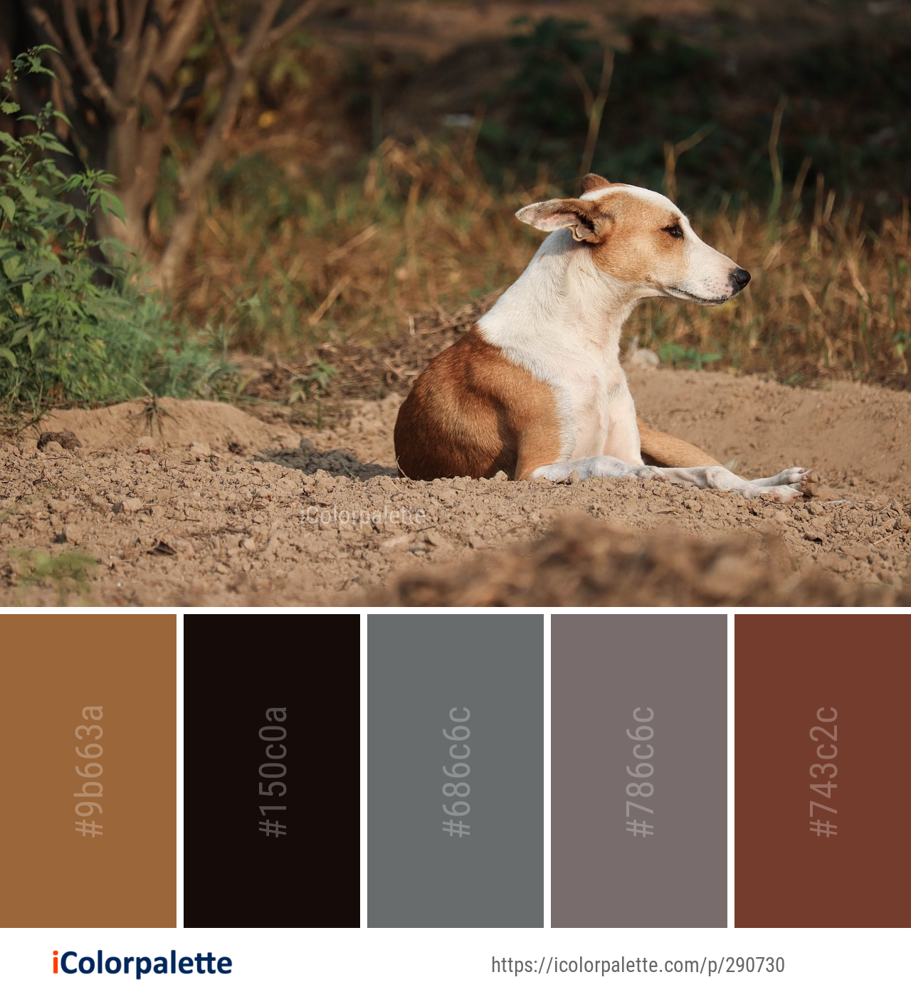 Color Palette Ideas from Dog Breed Fauna Image | iColorpalette