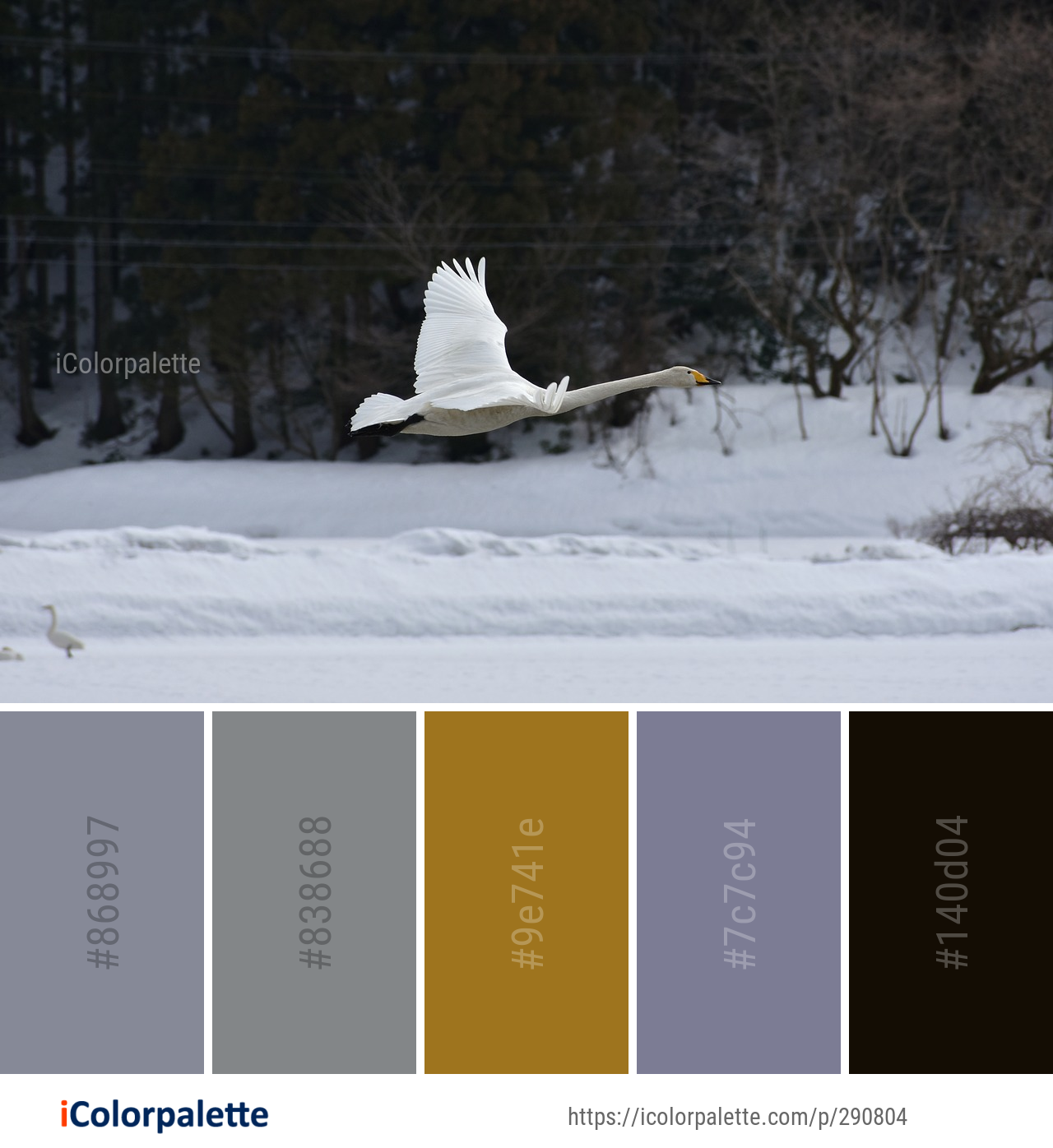 Color Palette Ideas from Snow Winter Freezing Image | iColorpalette
