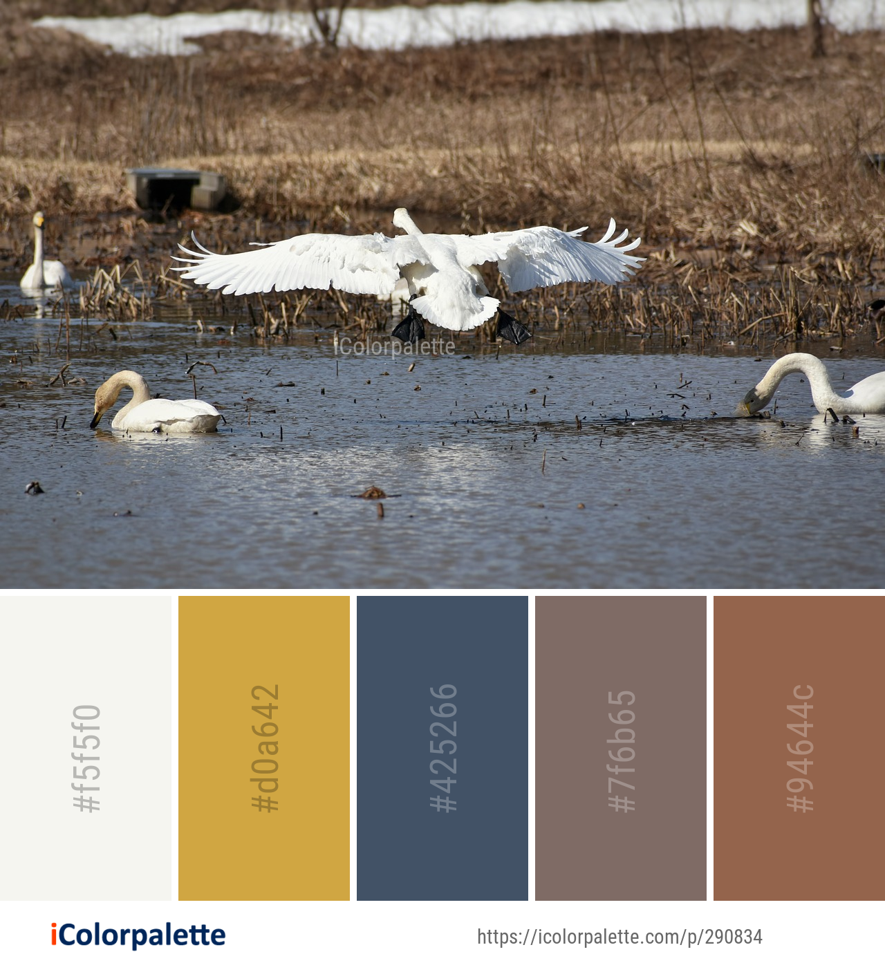 Color Palette Ideas from Bird Water Swan Image | iColorpalette