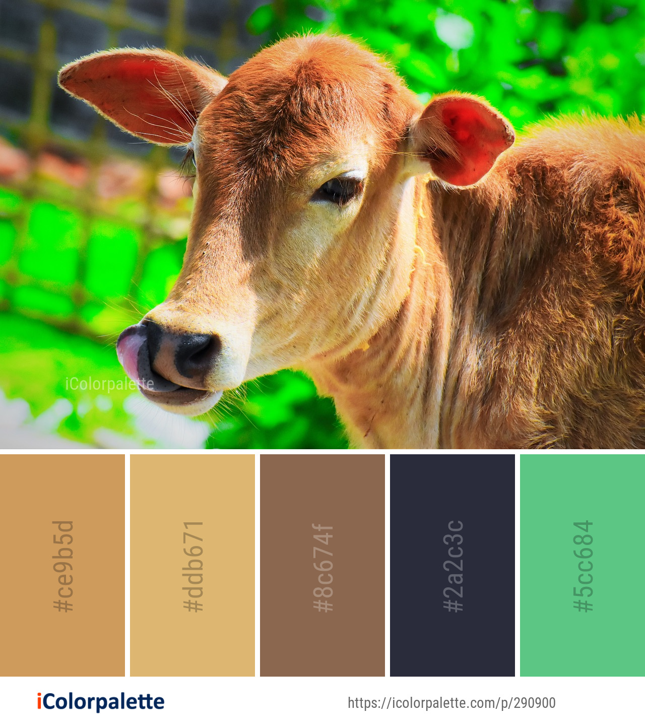 Color Palette Ideas from Cattle Like Mammal Fauna Snout Image ...