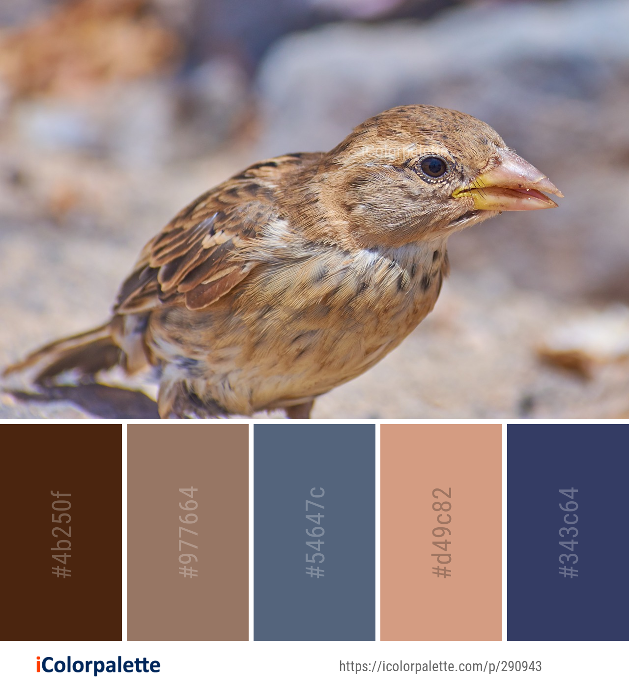 Color Palette Ideas from Bird Sparrow Beak Image | iColorpalette
