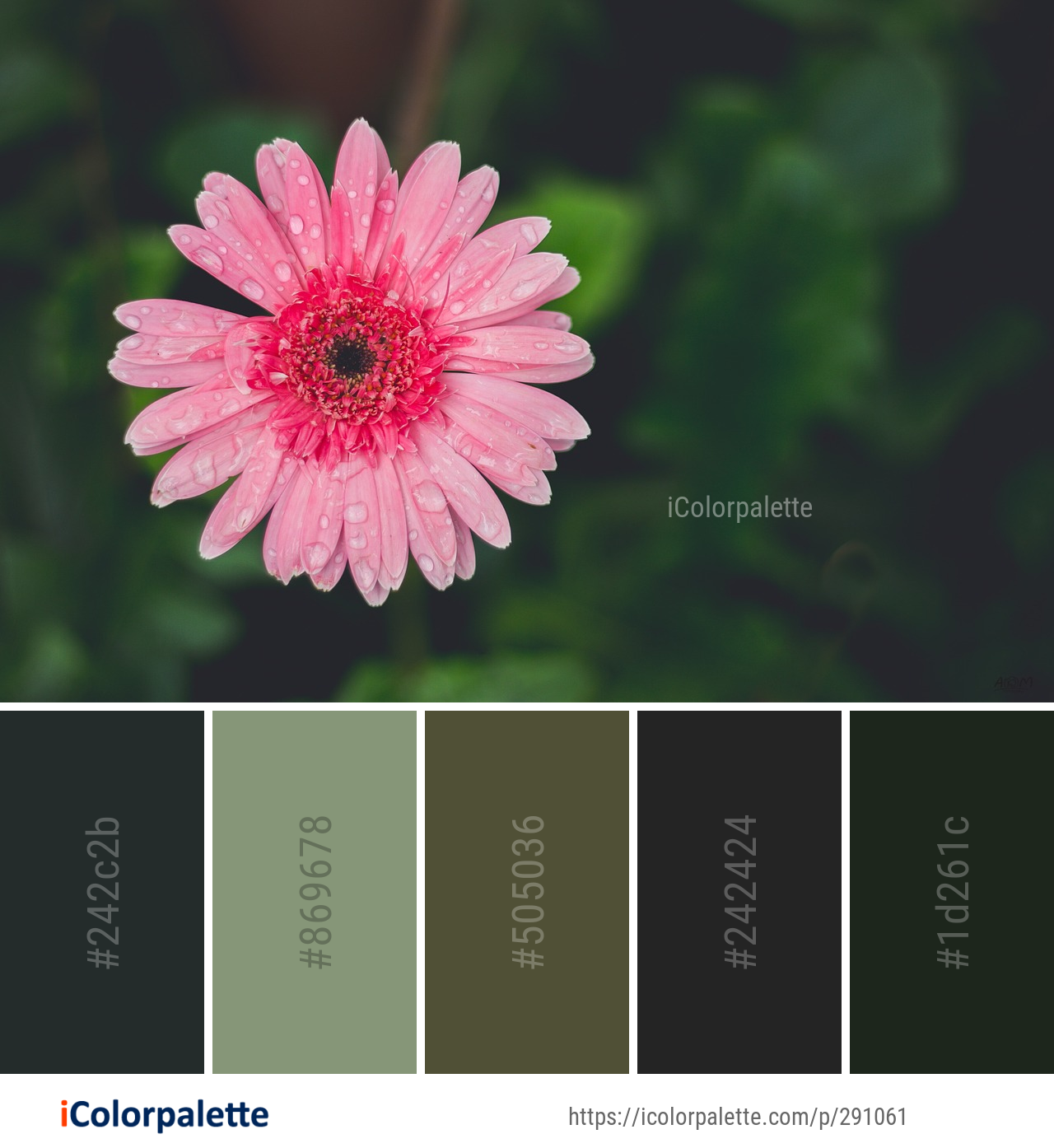 Color Palette Ideas from Flower Pink Flora Image | iColorpalette