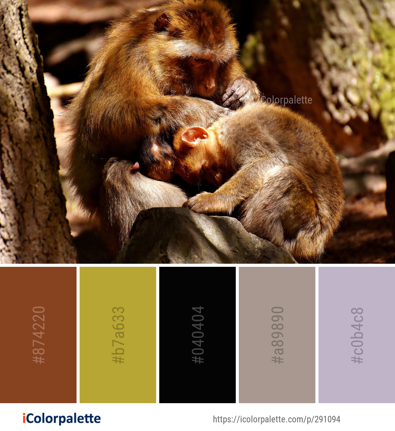 Color Palette Ideas from Fauna Mammal Macaque Image | iColorpalette