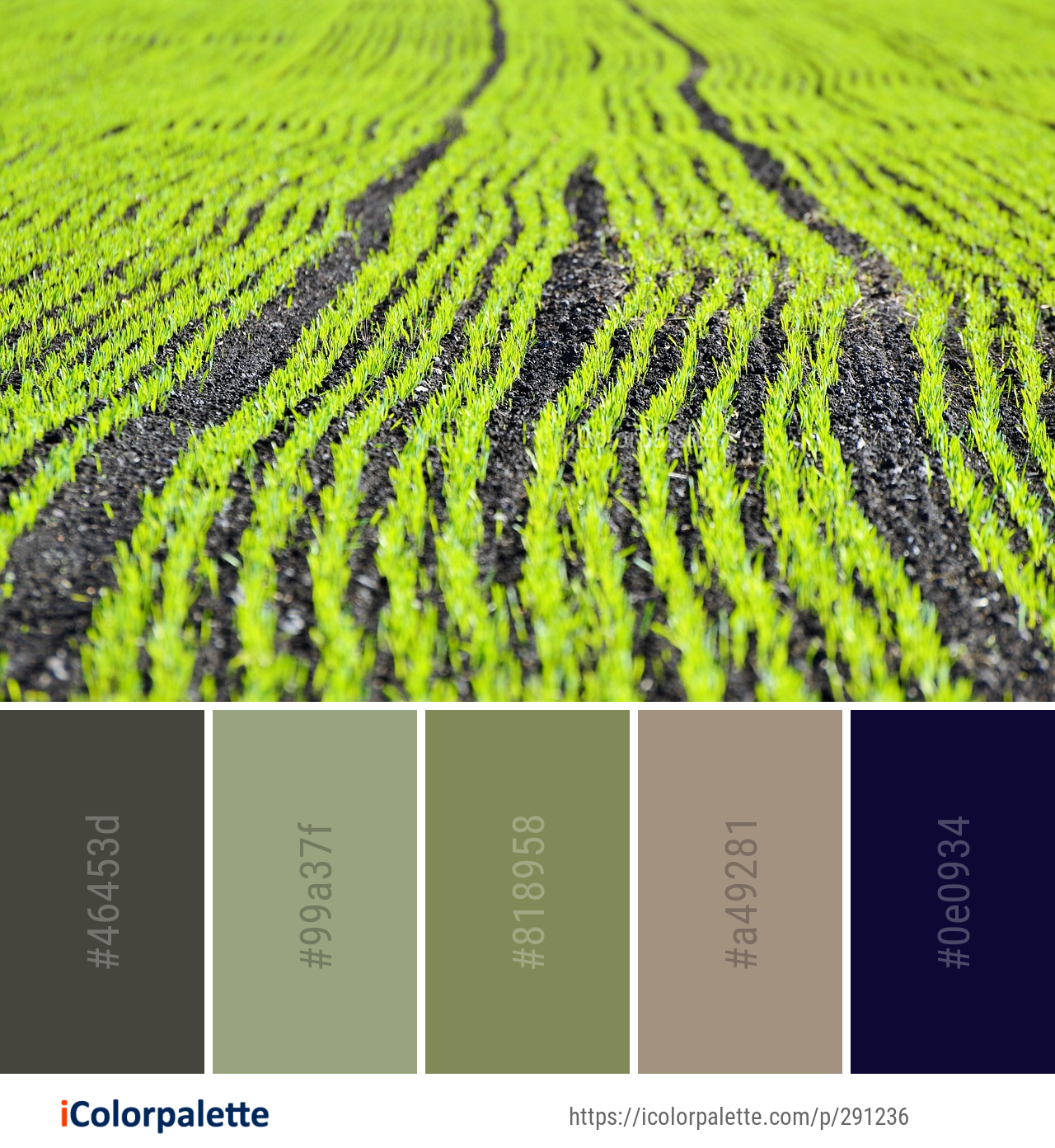 Color Palette Ideas from Field Agriculture Crop Image | iColorPalette