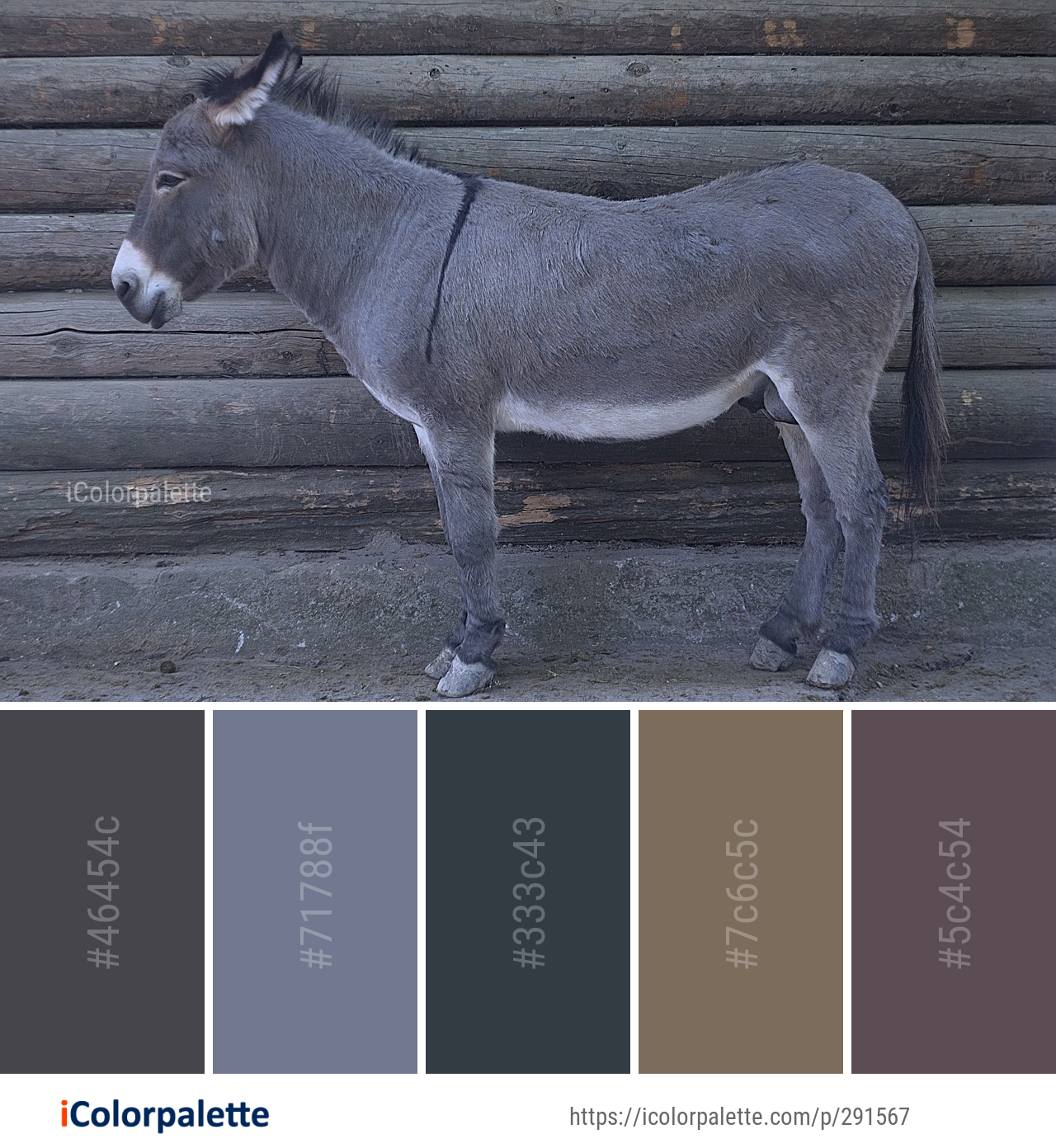 Color Palette Ideas from Donkey Fauna Horse Like Mammal Image ...