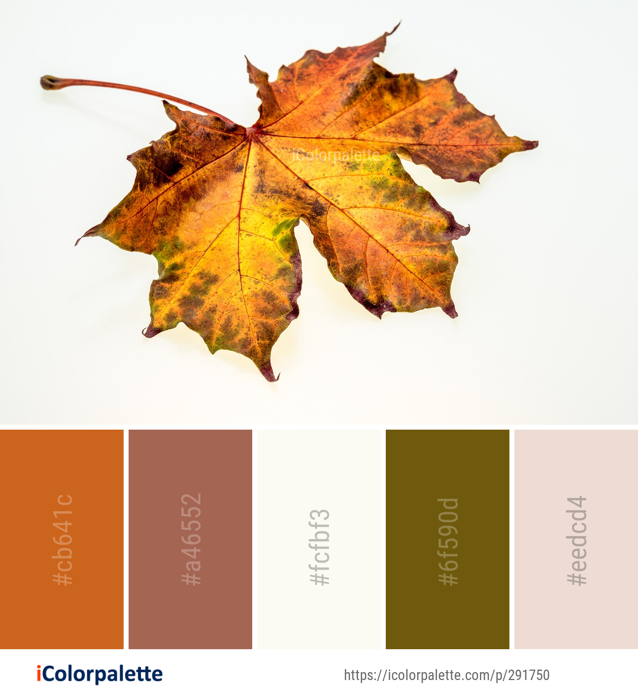 Color Palette Ideas from Leaf Maple Autumn Image | iColorpalette