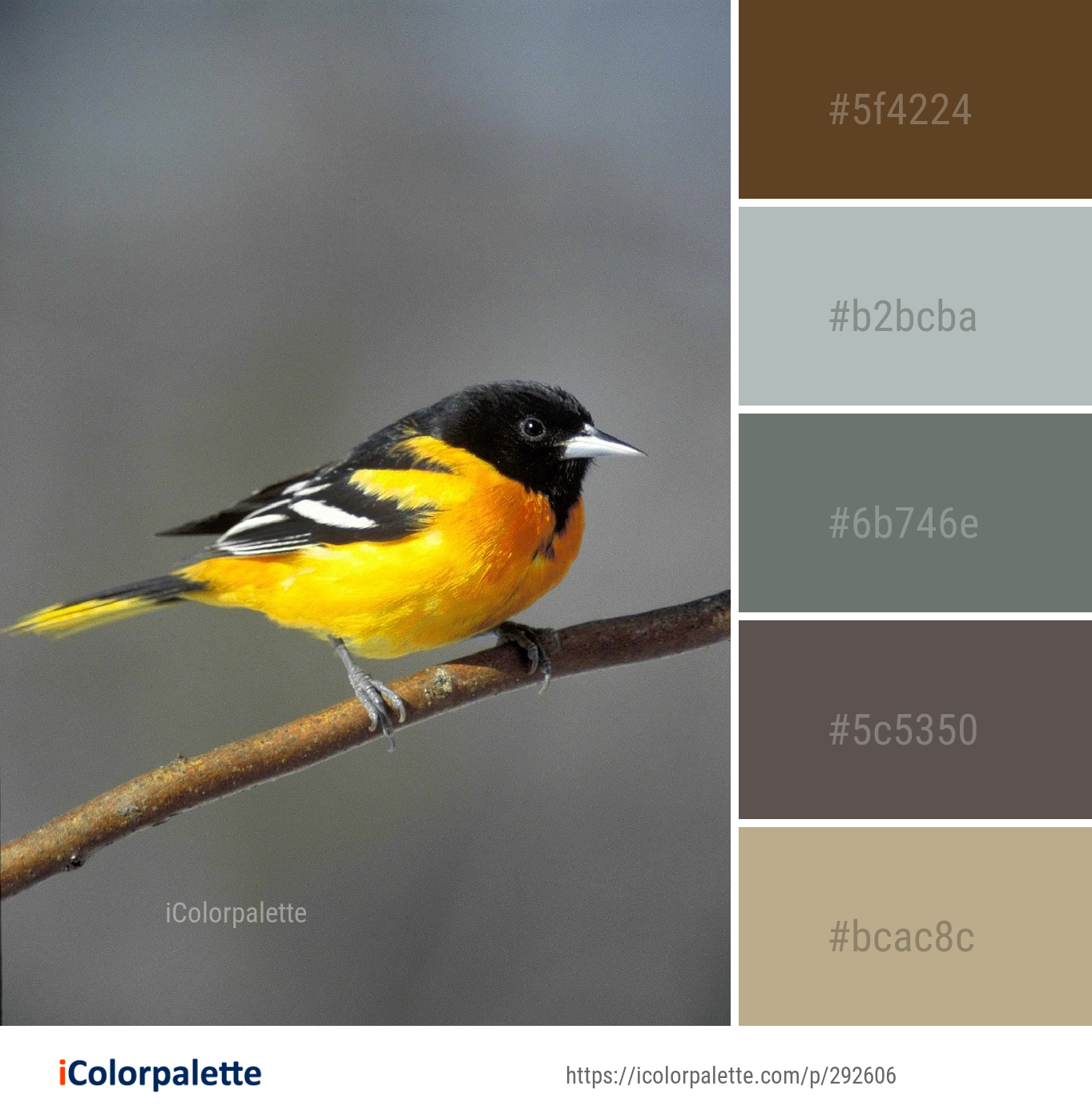 Color Palette Ideas from Bird Beak Fauna Image | iColorpalette