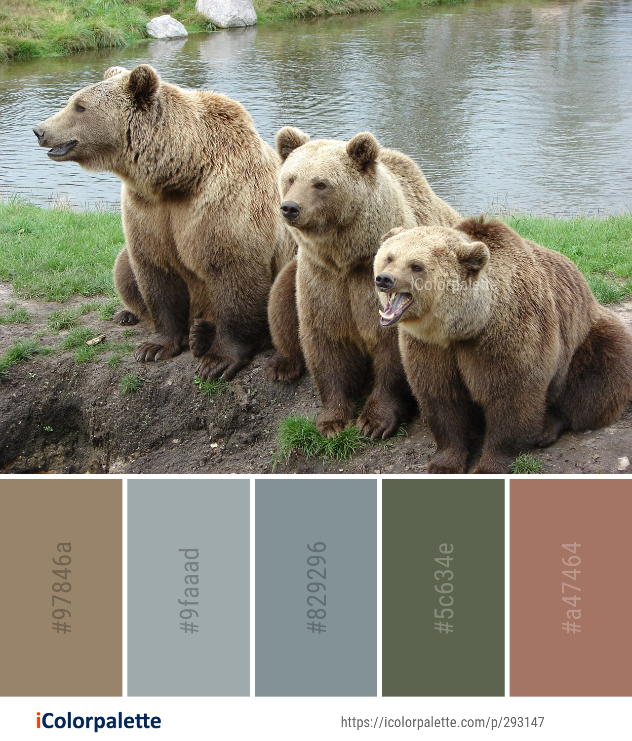 Color Palette Ideas from Brown Bear Terrestrial Animal Mammal Image ...