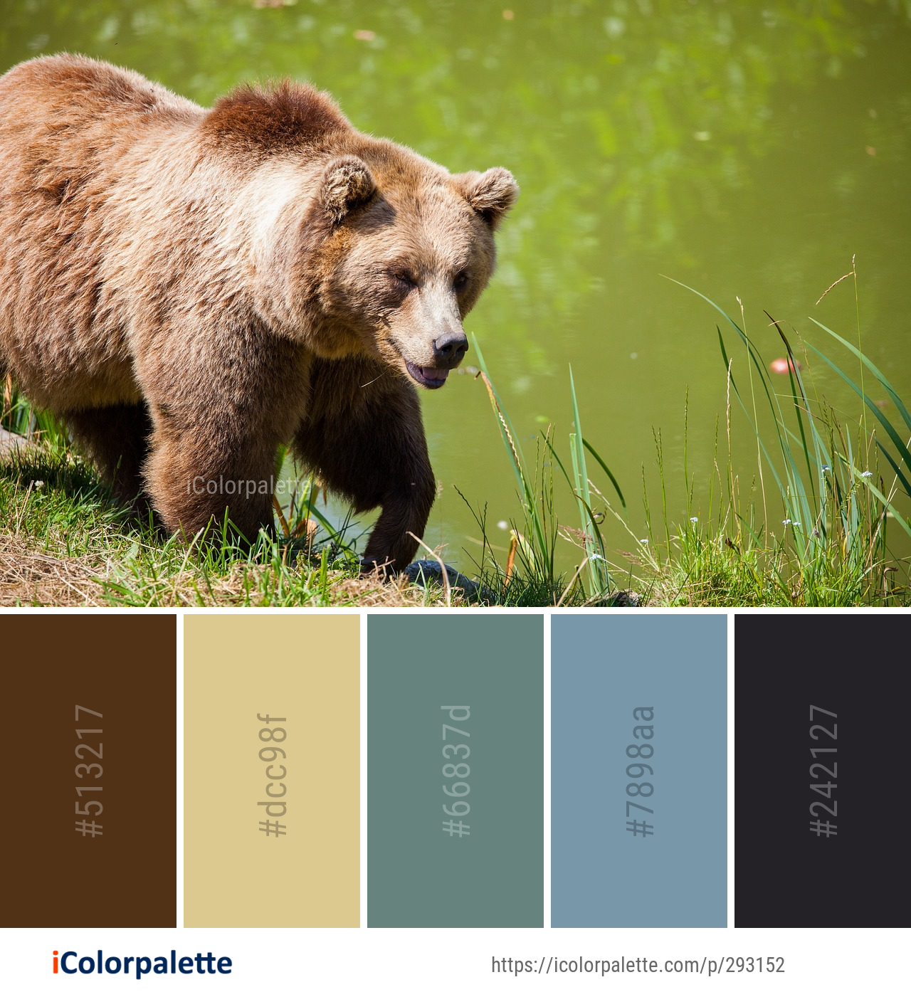 Color Palette Ideas from Brown Bear Grizzly Terrestrial Animal Image ...
