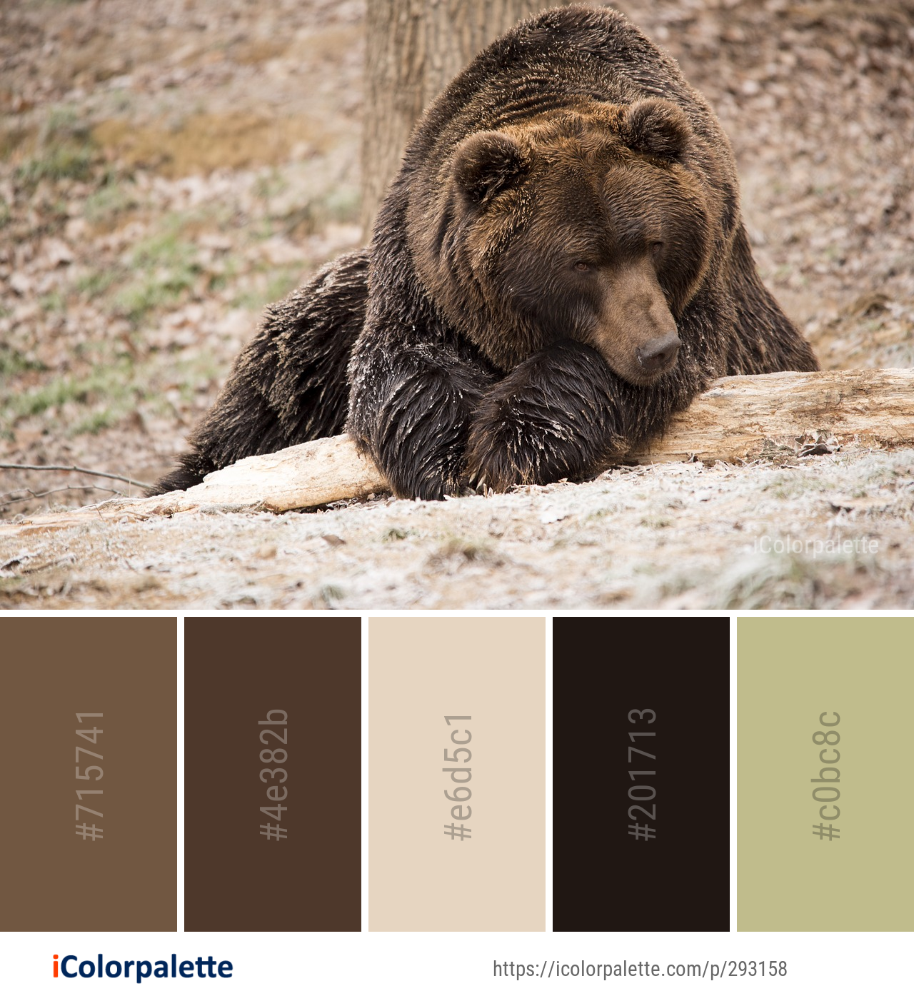 Color Palette Ideas from Brown Bear Grizzly Terrestrial Animal Image ...