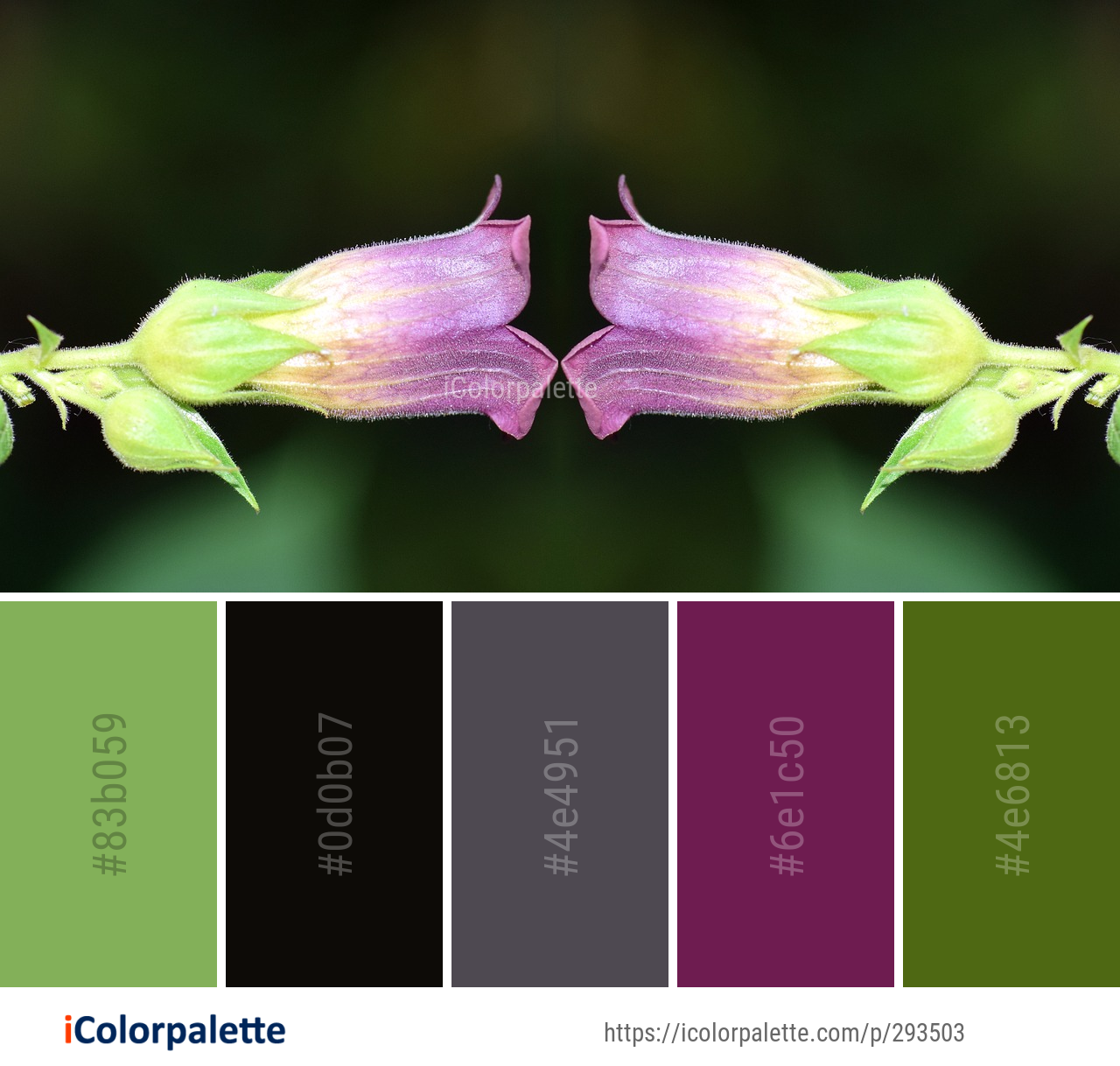 Color Palette Ideas from Flora Flower Plant Image | iColorpalette