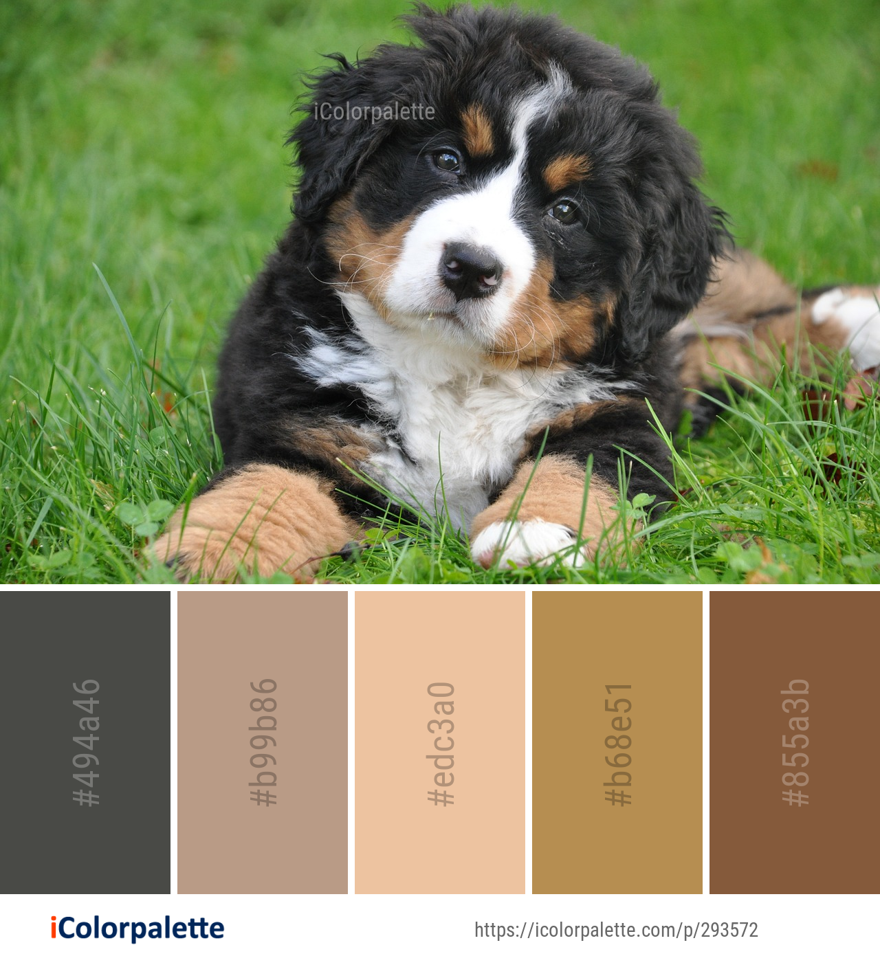 bernese mountain dog coloring