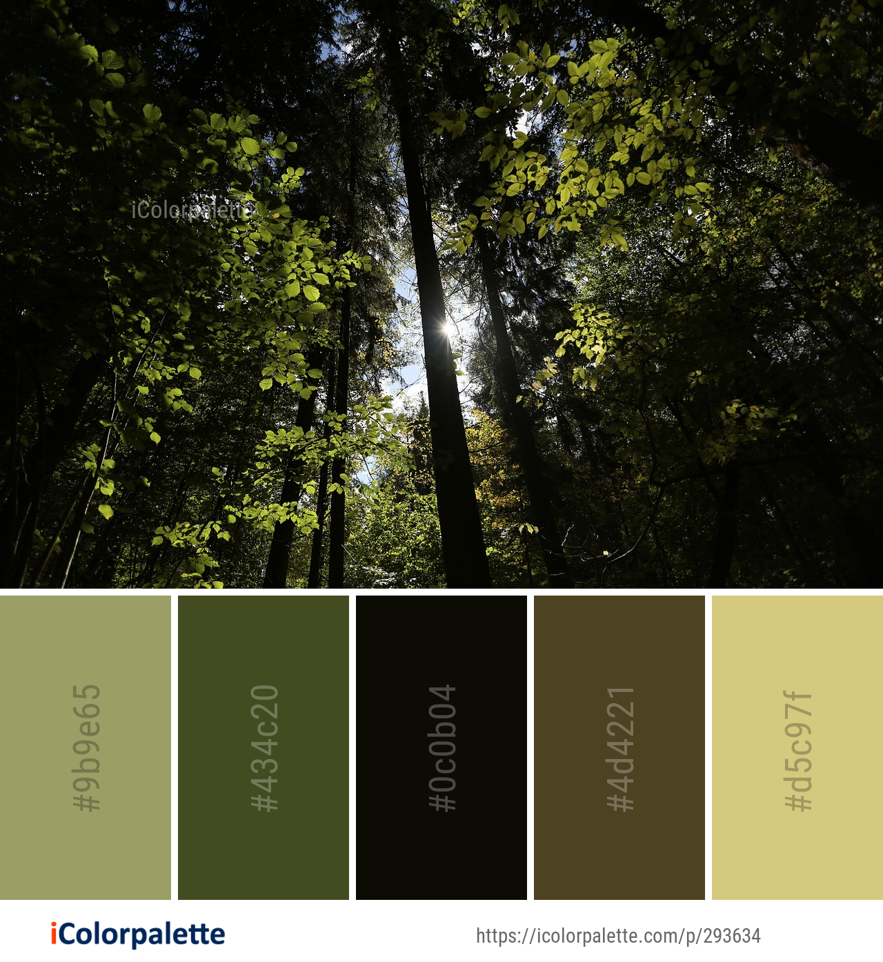 Color Palette Ideas from Nature Forest Woodland Image | iColorpalette