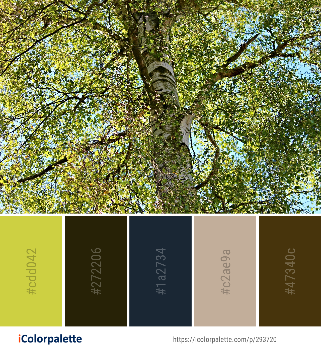 Color Palette Ideas from Tree Branch Birch Image | iColorpalette