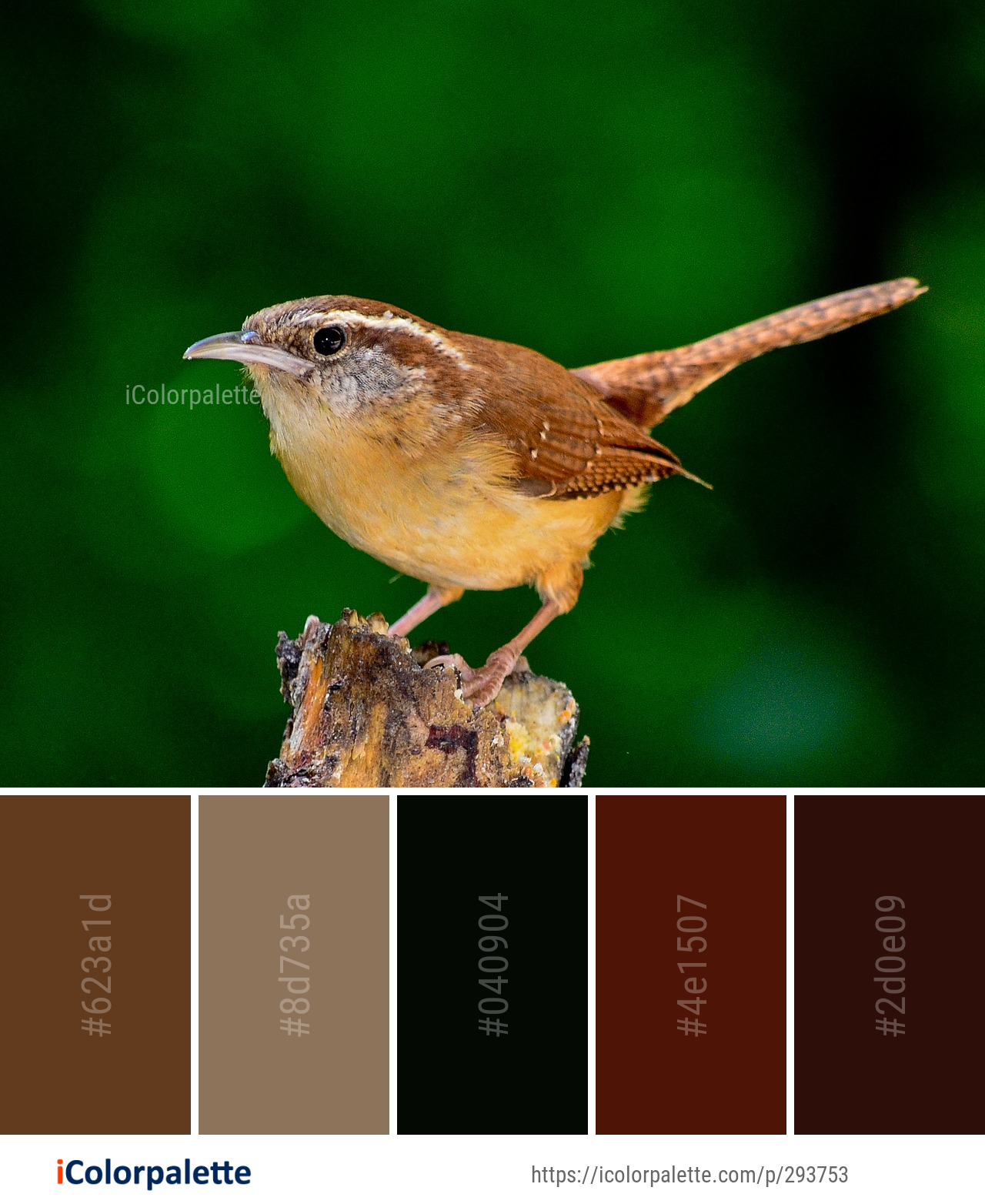 Color Palette Ideas from Bird Wren Fauna Image | iColorpalette