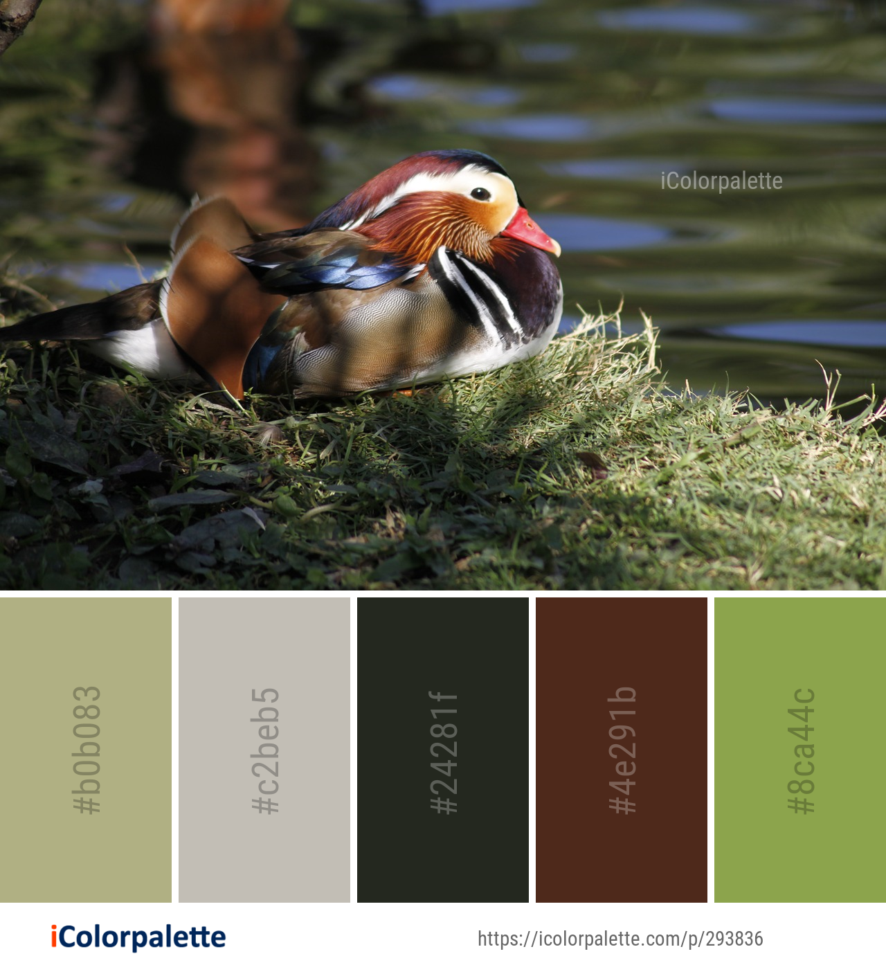 Color Palette Ideas from Bird Duck Water Image | iColorpalette