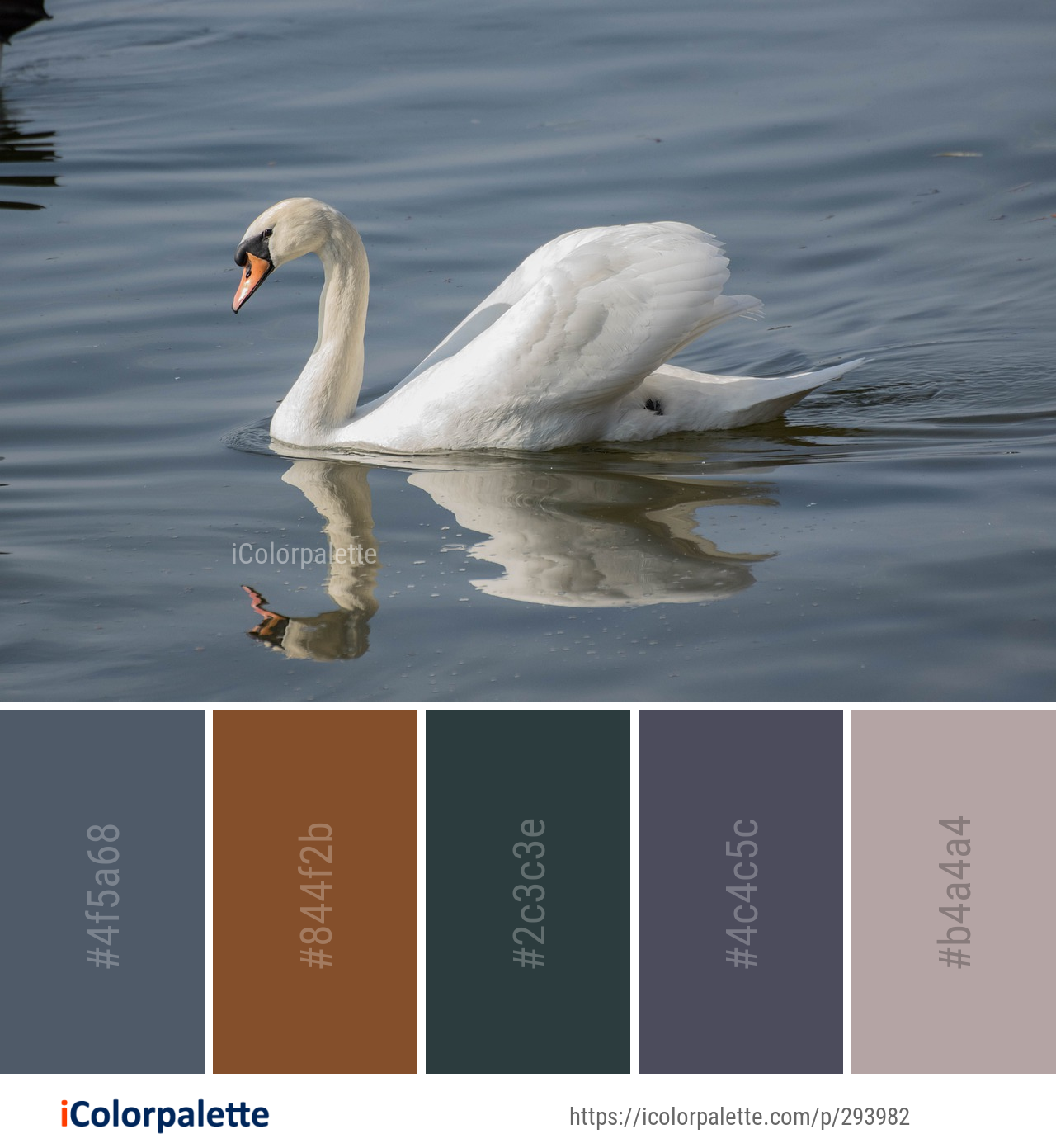 Color Palette Ideas from Swan Bird Water Image | iColorpalette